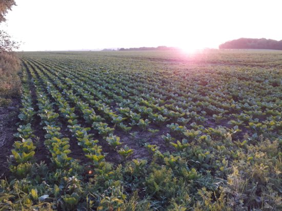 Chicorée - Dock-Moulin